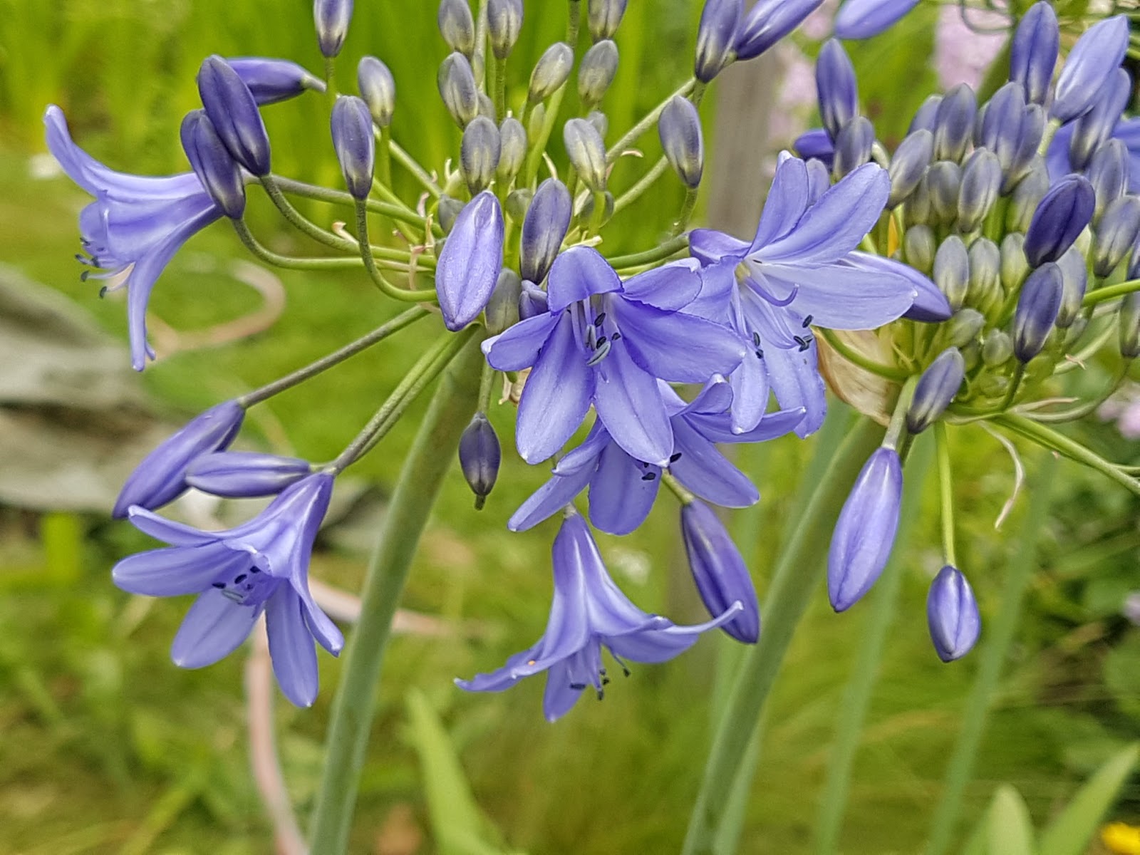 Marits hagedagbok: Dagliljer/ liljer i utvalg... del 1