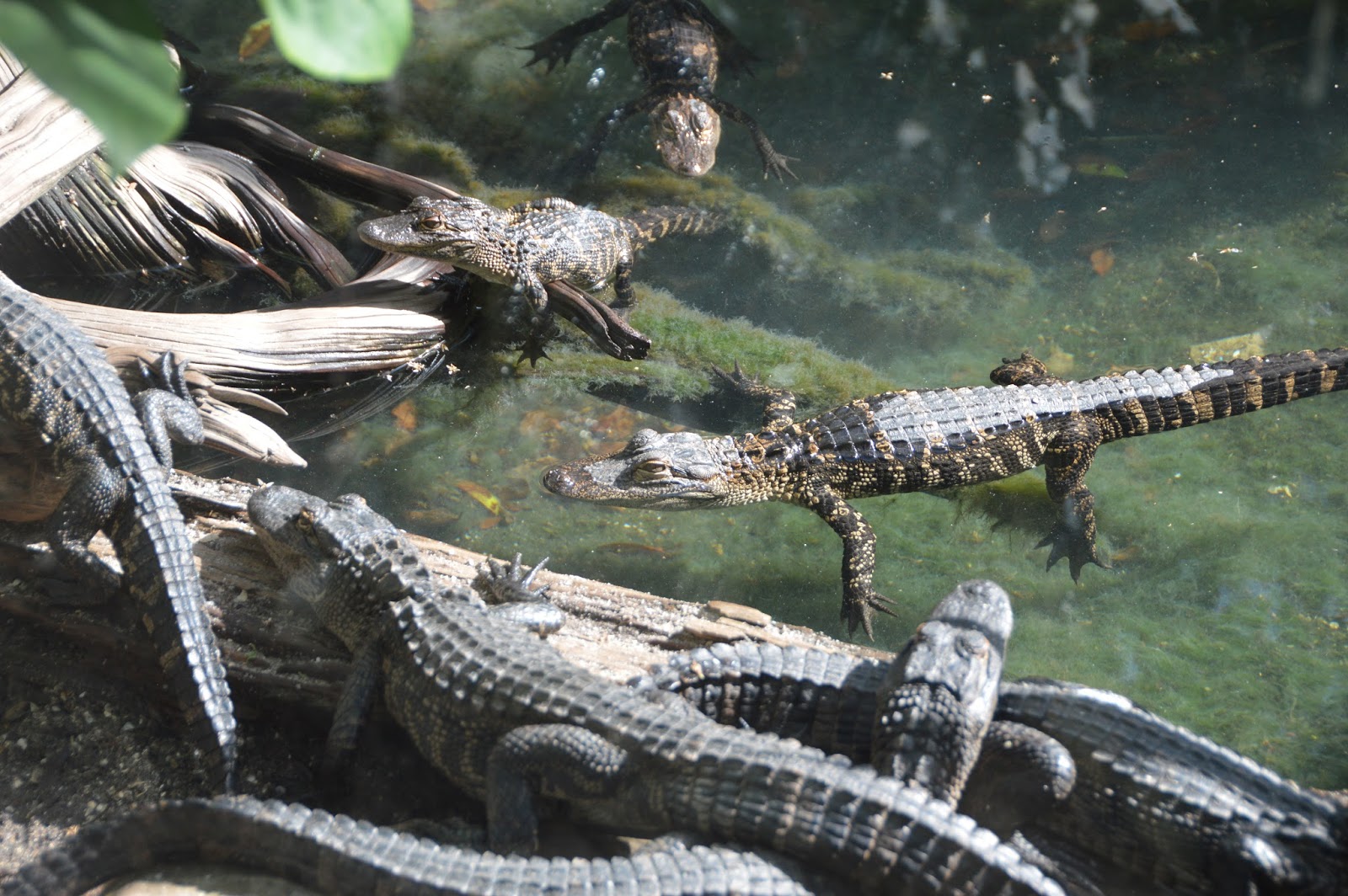 St Augustine Trip: Alligator Farm - The Journey of Parenthood...