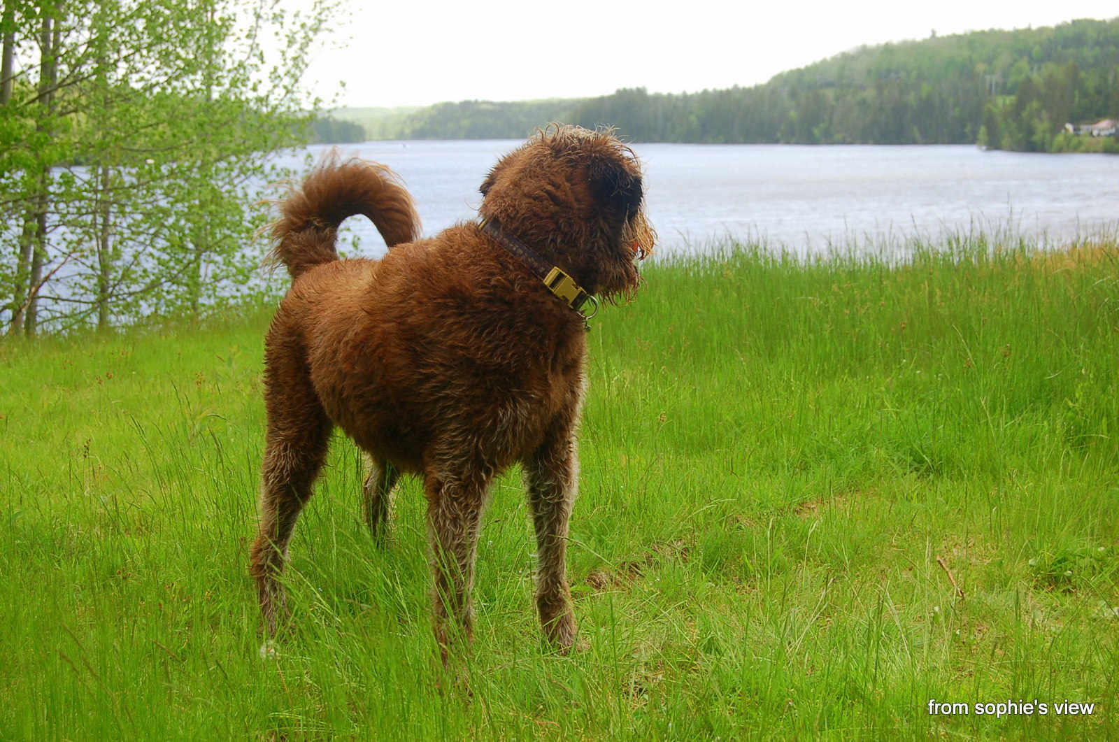 "from sophie's view": Lumsden Pond at Lumsden Dam!