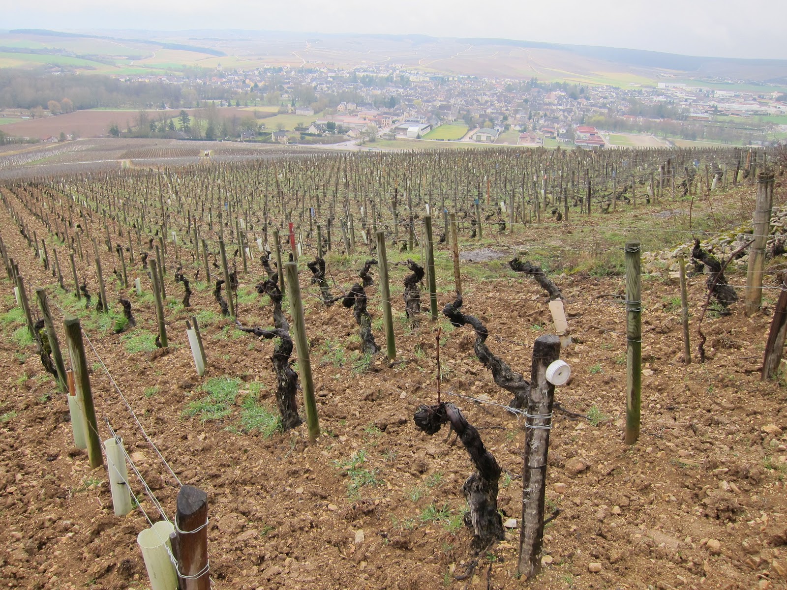 The Gray Report: The world comes to Chablis