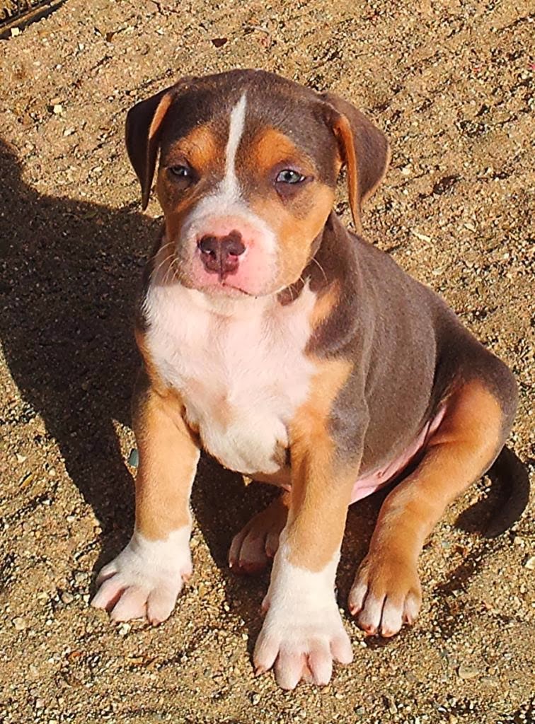 Bandog Pups : Desert Elite Bandogs