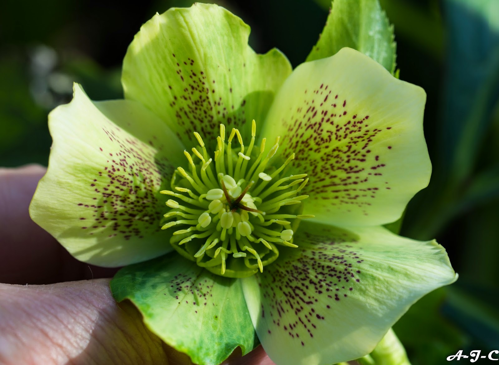 Le jardin de Daphnée: La beautée de nos Hellebores