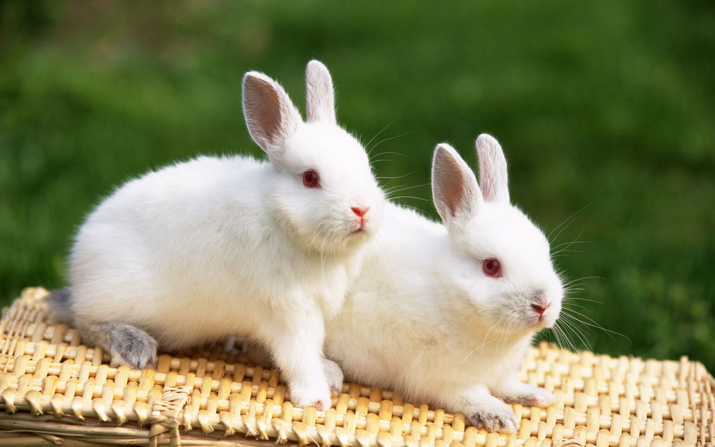 Top 33 Beautiful And Cute Rabbit Wallpapers In HD