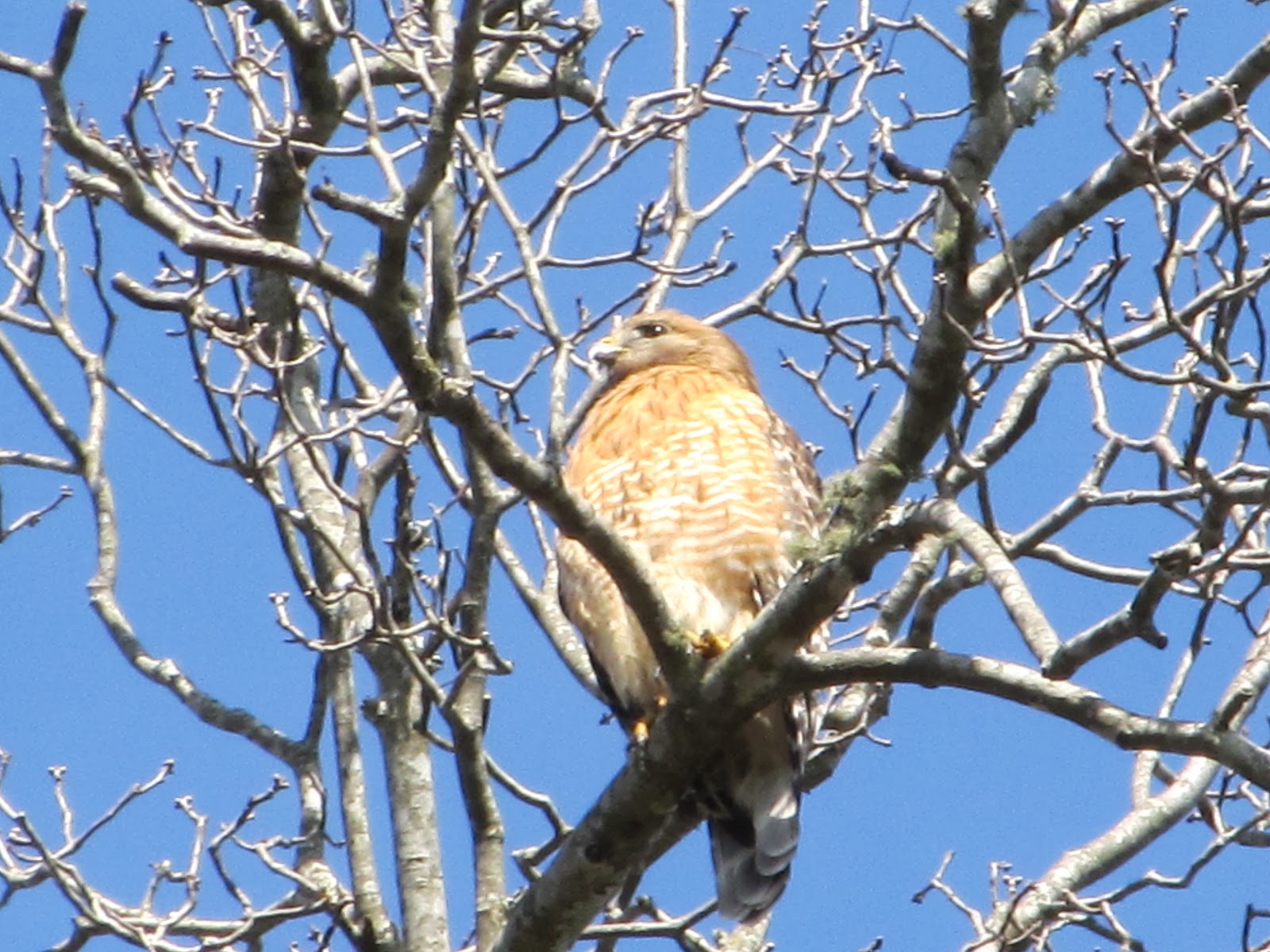 Georgia Girl With An English Heart: Red Tailed Hawk...Sorry, Red ...