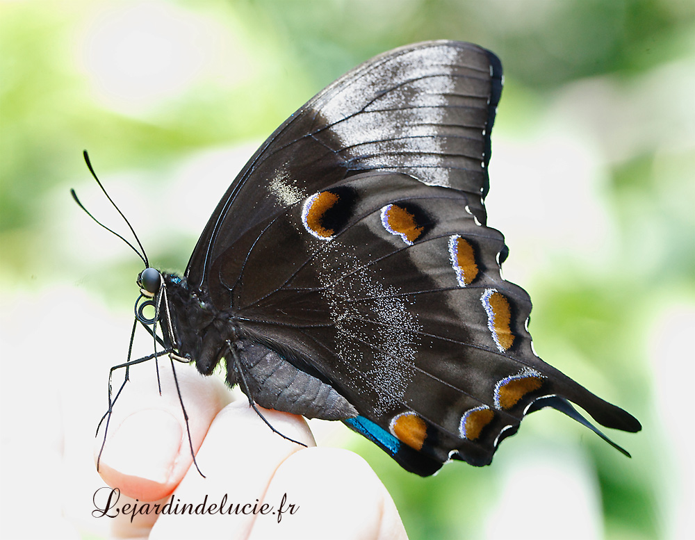 Ulysse,un superbe papillon bleu(Papilio ulysses, Blue Emperor, Mountain ...