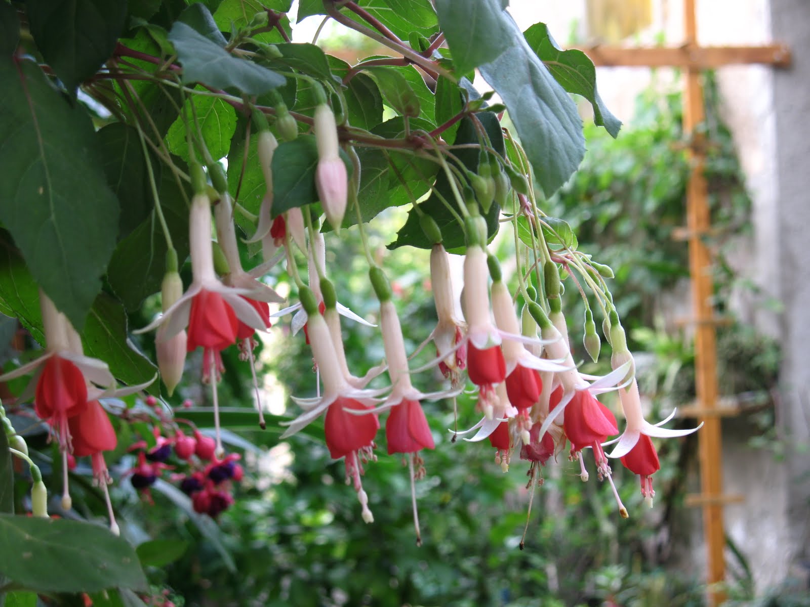 Jurnal de gradina: Cercelusi