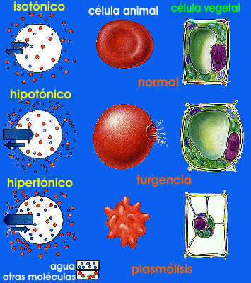 MOVIMIENTOS INTERNOS EN LOS SERES VIVOS.: PRESIÓN OSMÓTICA