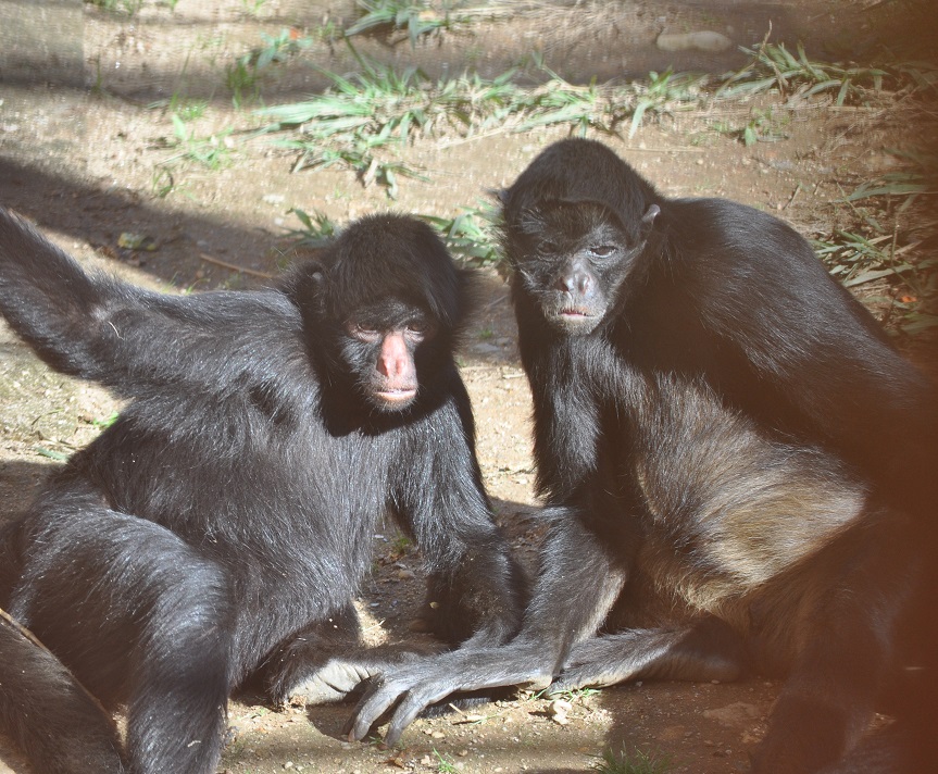 ZOOTOGRAFIANDO (6.100 ANIMALS): MONO ARAÑA PERUANO / BLACK-FACED SPIDER ...