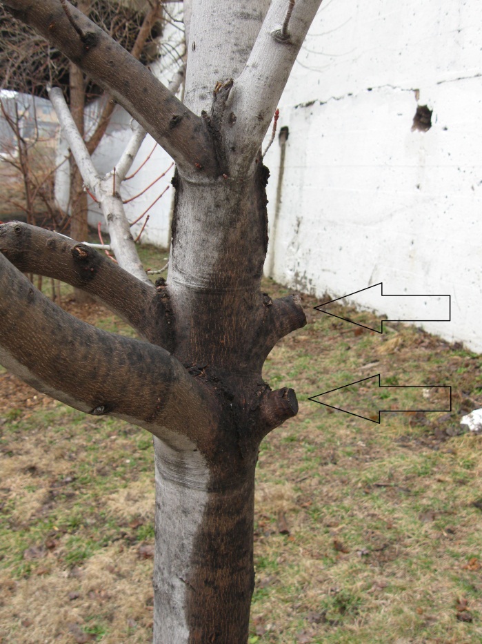 Tree Trust News and Stories: Pruning Trees (Part 2 of 2)