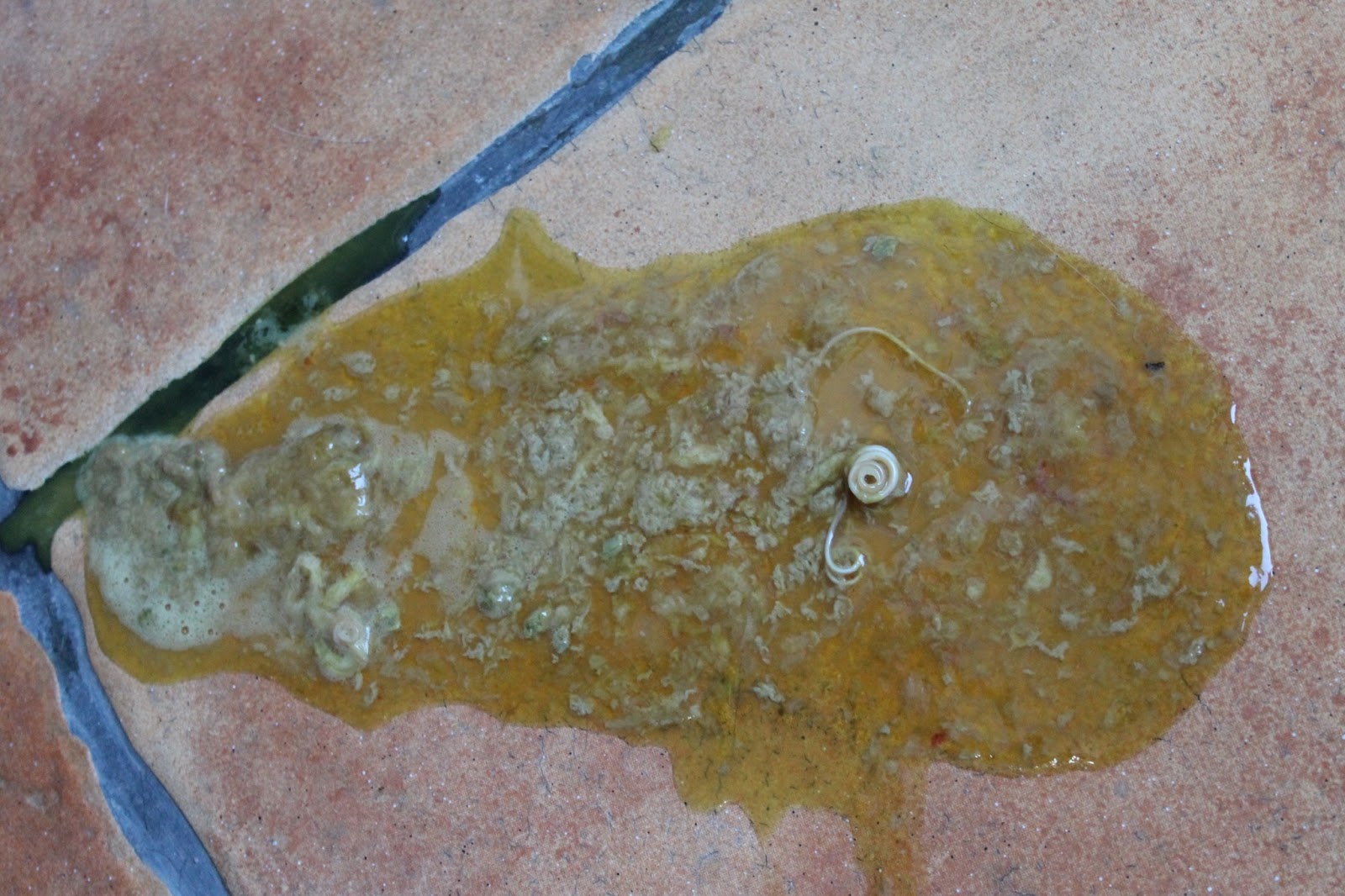 Centro Veterinario MaciDog: CASOS CLÍNICOS