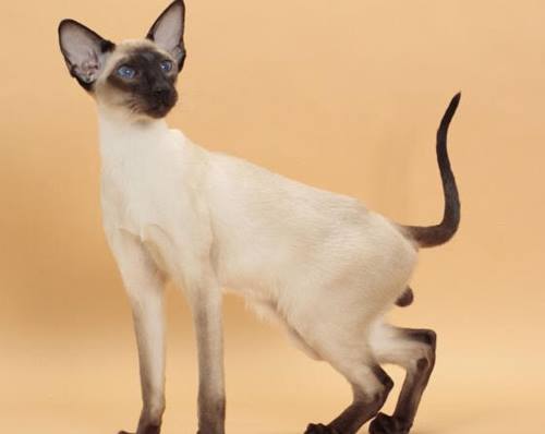 45+ Jenis-Jenis Kucing Peliharaan Terpopuler Dan Gambarnya - powersalam ...