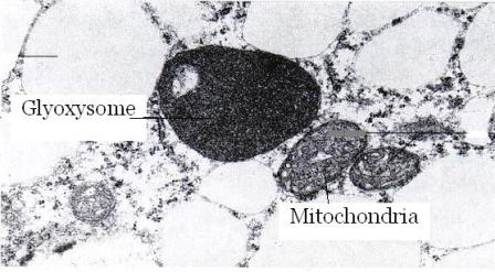 Glyoxysome and Glyoxylate cycle ~ Biology Exams 4 U