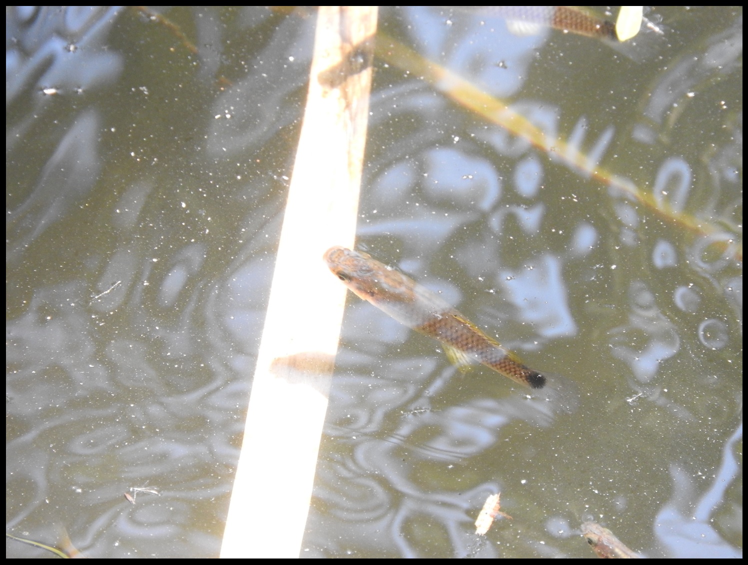 Biodiversidad de "El Bajío Profundo": PARQUE LOS CÁRCAMOS: REFUGIO ...