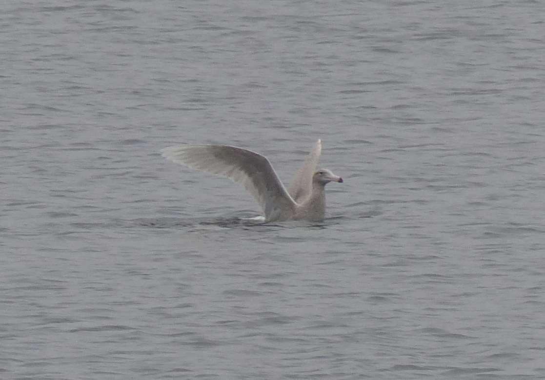 A Field Notebook: Watching the Pennington Flash gull roost