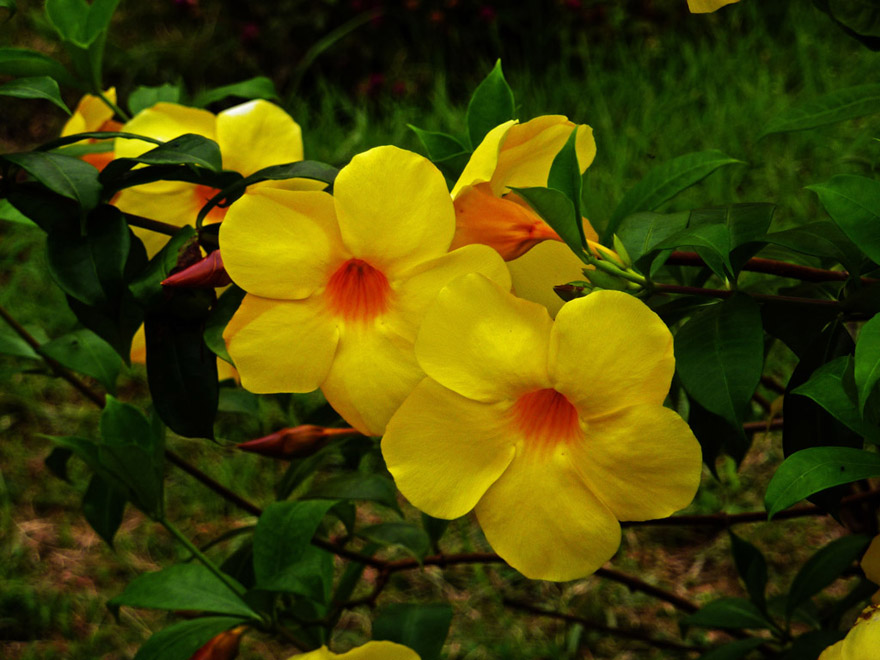 14 Tanaman Rambat Untuk Dinding dan Pagar Yang Cantik