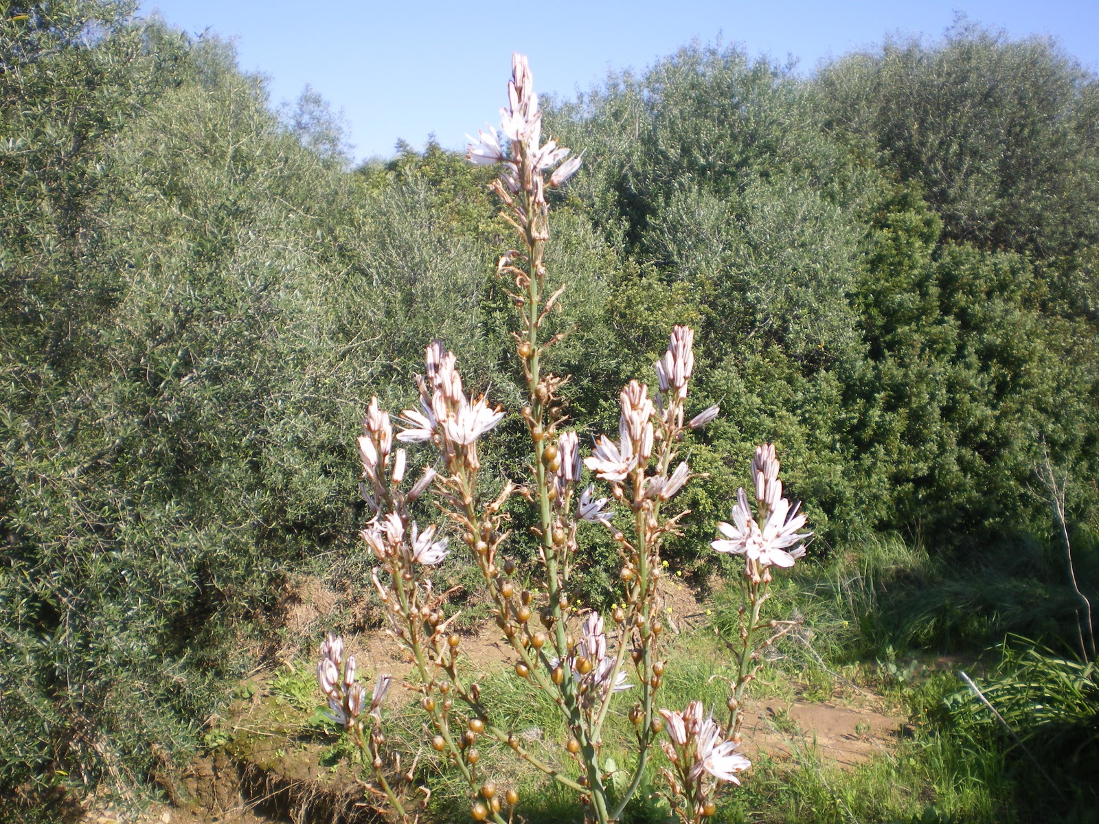 PILARES AL NATURAL: GAMÓN (Asphodelus ramosus)