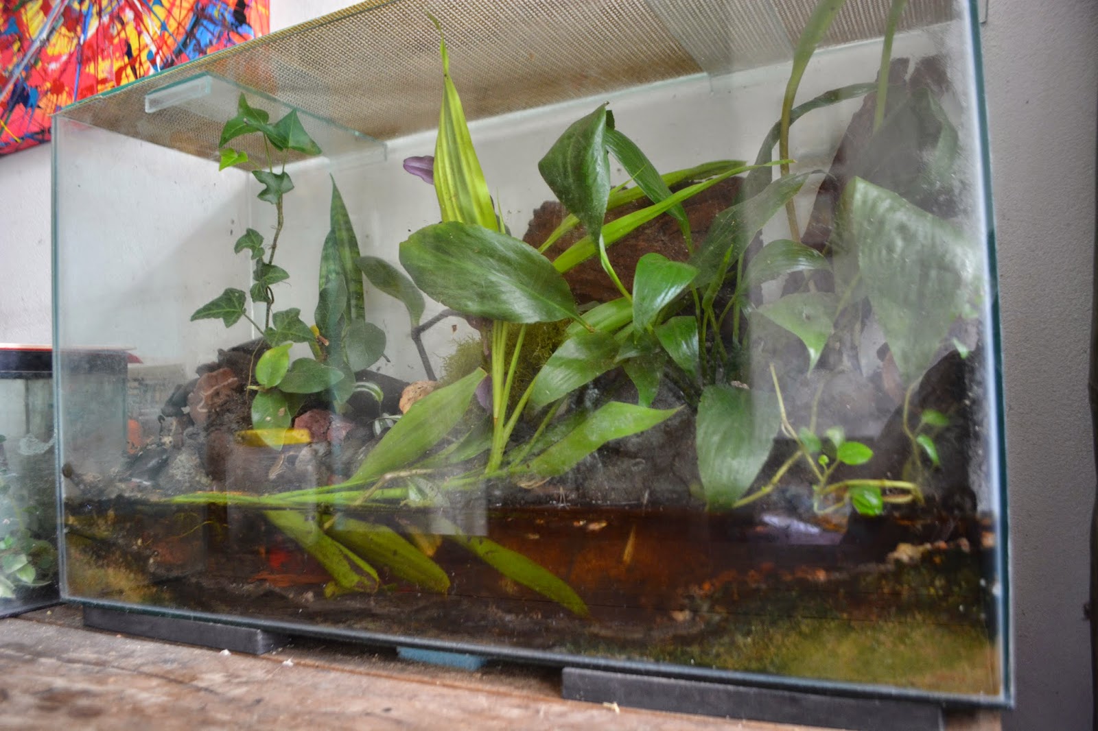 Acuaterrario. Terrario. Cómo hacer un acuaterrario simple?