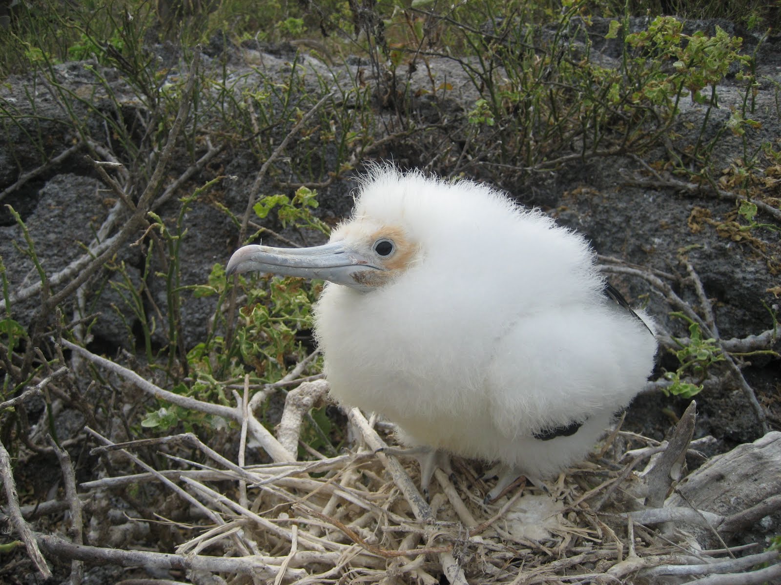 Bosom Blog: Rare and precious animals