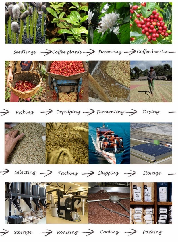 Coffee Beans : Production process