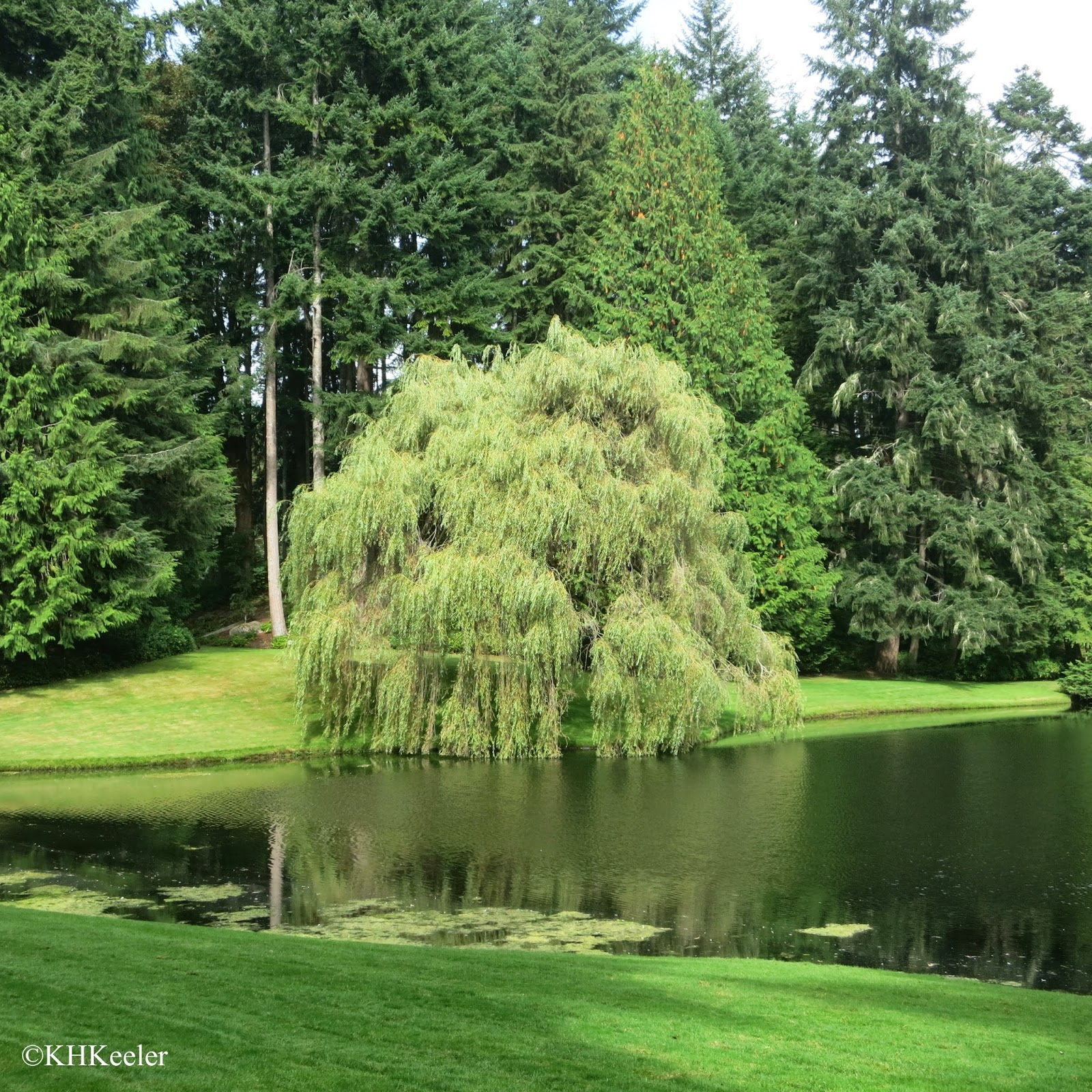 A Wandering Botanist: Visiting Seattle--Rambling in the Forest at ...