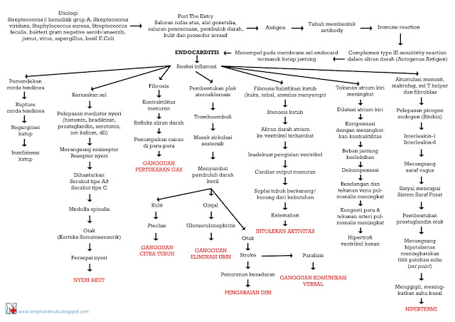 Pathway Endocarditis
