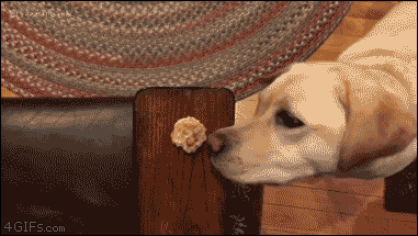 Funny animal gifs - part 244 (10 gifs) | Amazing Creatures