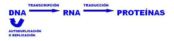 CURIOSIDADES CIENTÍFICAS : Transcripción inversa