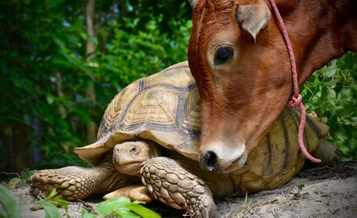 White Wolf : Caring for Each Other: Rescued Tortoise and Cow Share an ...