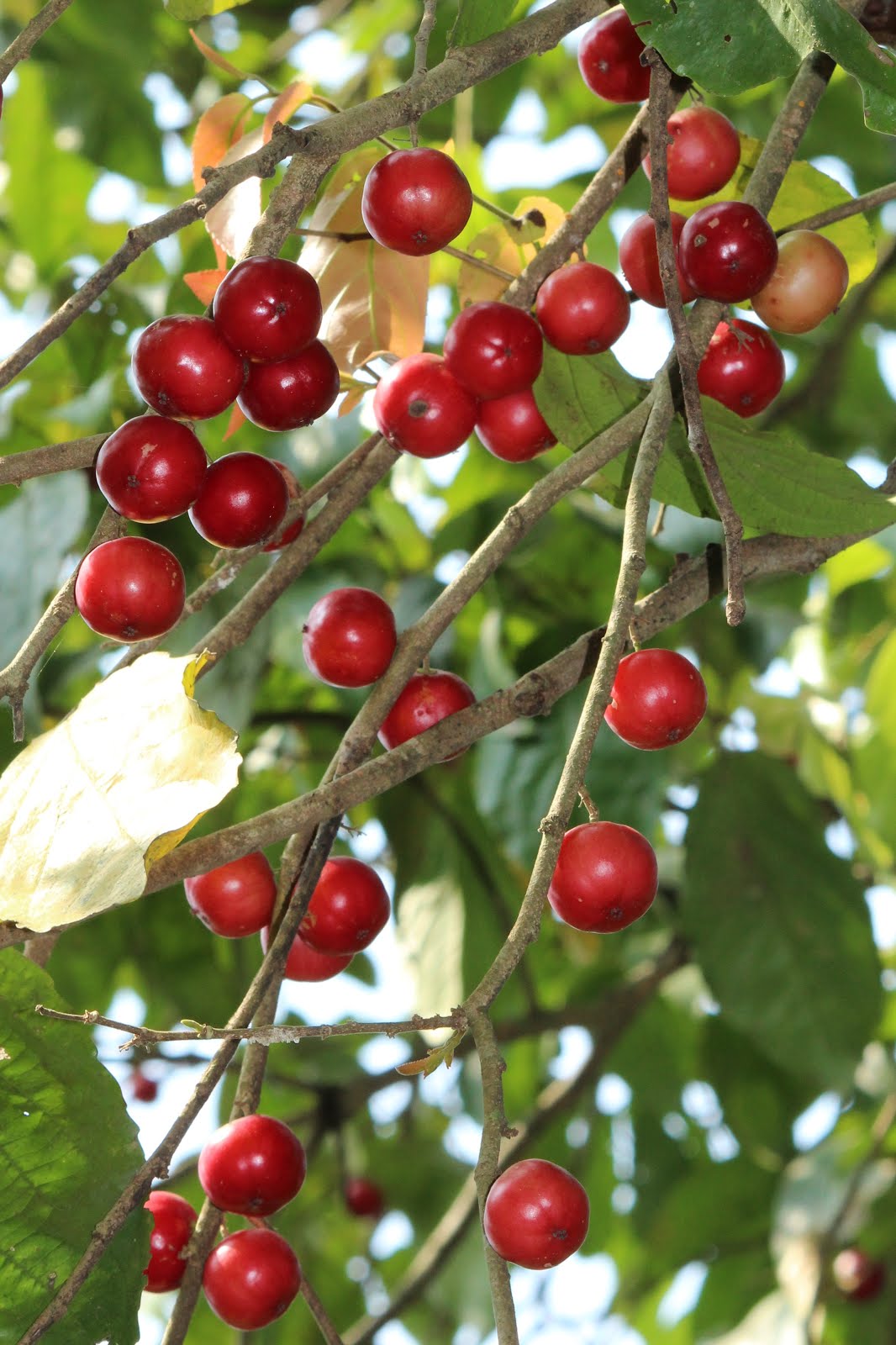 Kerala Flora: Lovi-lovi (Flacourtia inermis). ലൂവിക്ക, ലോലോലിക്ക.