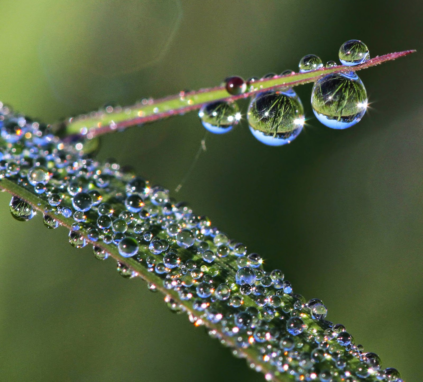 All of Nature: Dew In Prairies At Springbrook