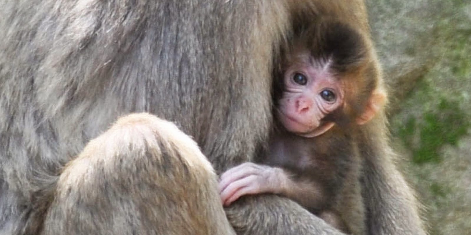 Ras les coussinets: Un petit singe nommé Charlotte