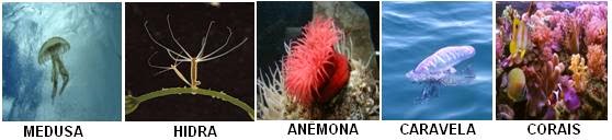 Invertebrados: cnidários