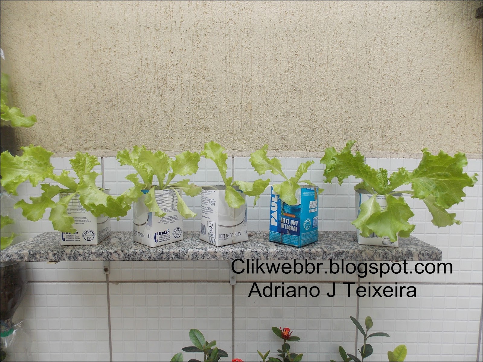 Mundo das Plantas : Como fazer uma mini Horta em Casa/How to Make a ...