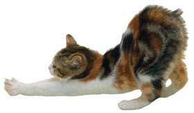 Keeping Your Head in (All) the Game(s): Pandiculation