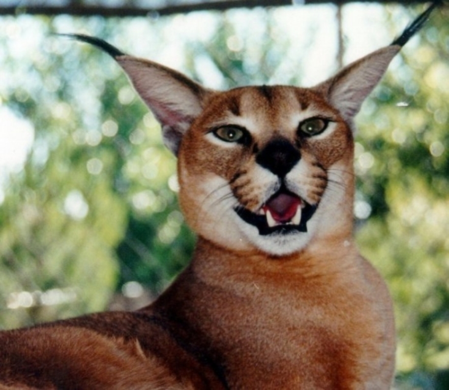CARACAL CAT photos - wallpapers (ανανεωμένο) | the fun bank
