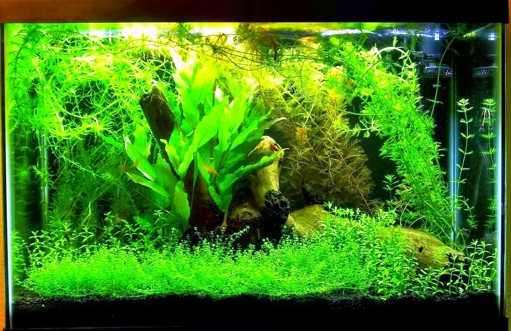Tanaman Air Dan Manfaatnya Bagi Akuarium Hias | Akuarium Ikan Hias