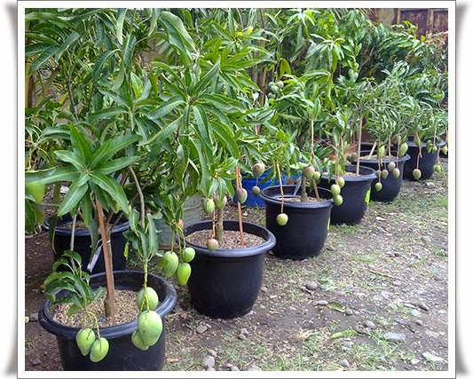 Tabulampot, Penyaluran Hobby Di Lahan Terbatas - GEMA PERTANIAN