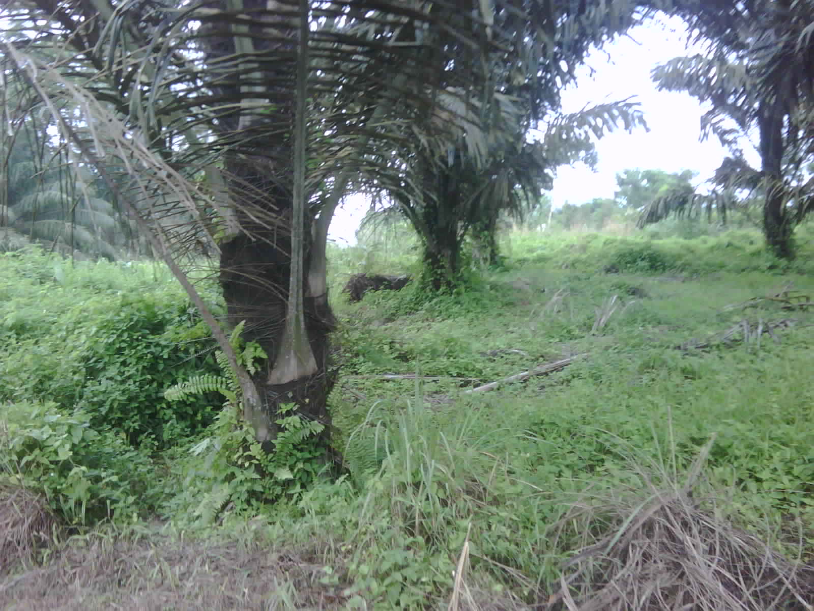 kebun aren: Berkunjung ke Kebun Aren di Balung River Eco Resort, Tawau ...