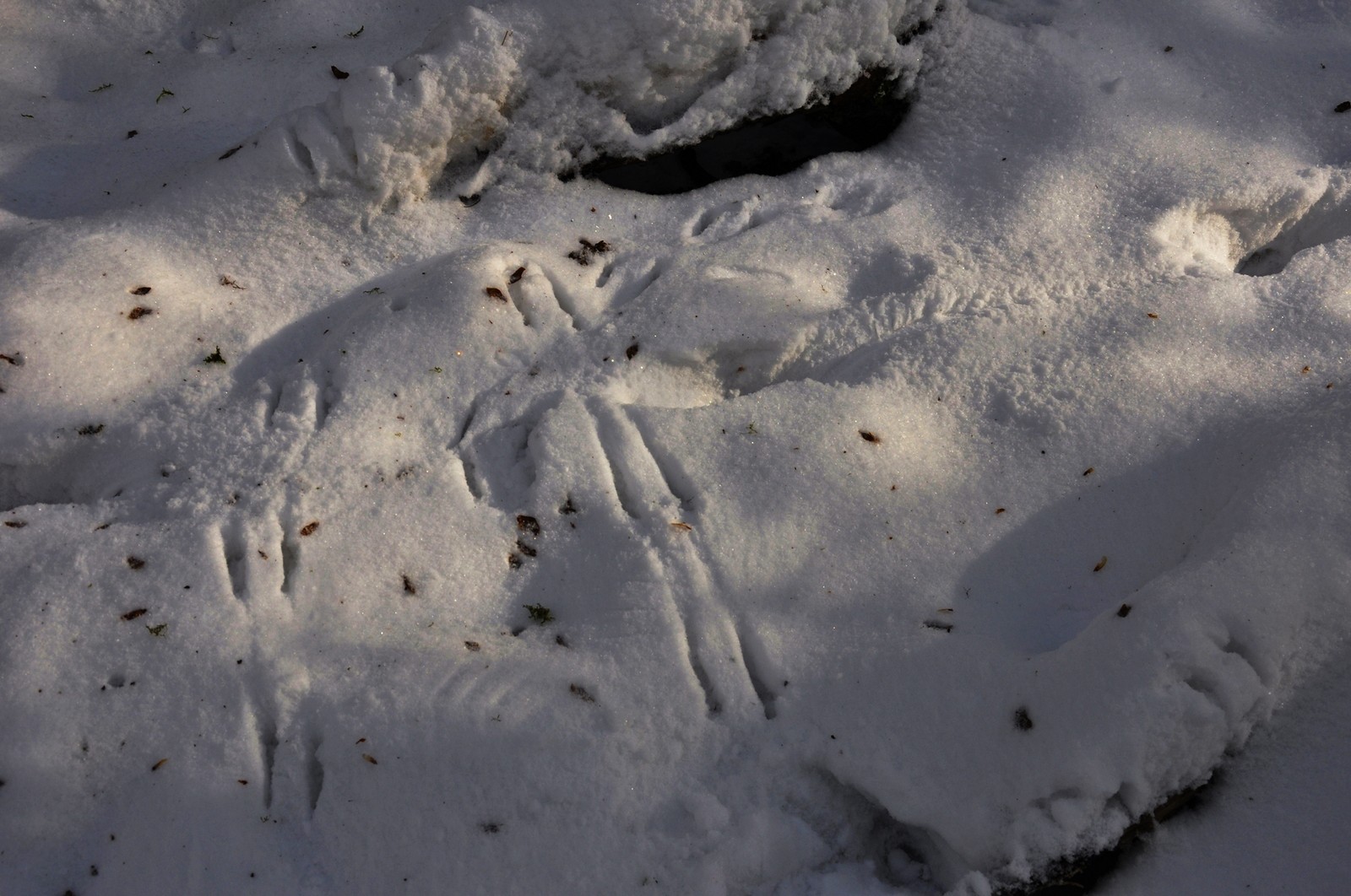 Puszcza Białowieska: Tropy na śniegu