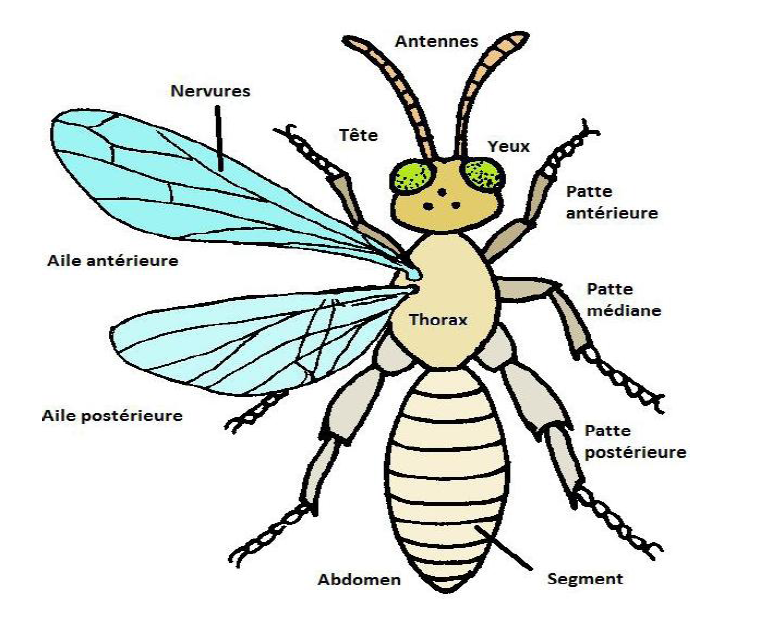 Les insectes - Agriculture Moderne