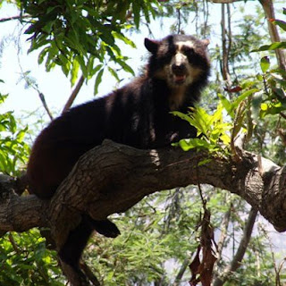 chongoyape - perú: turismo chongoyape