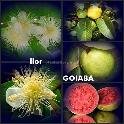 PLANTAS MEDICINAIS: GOIABA - Psidium guajava L - Propriedades ...