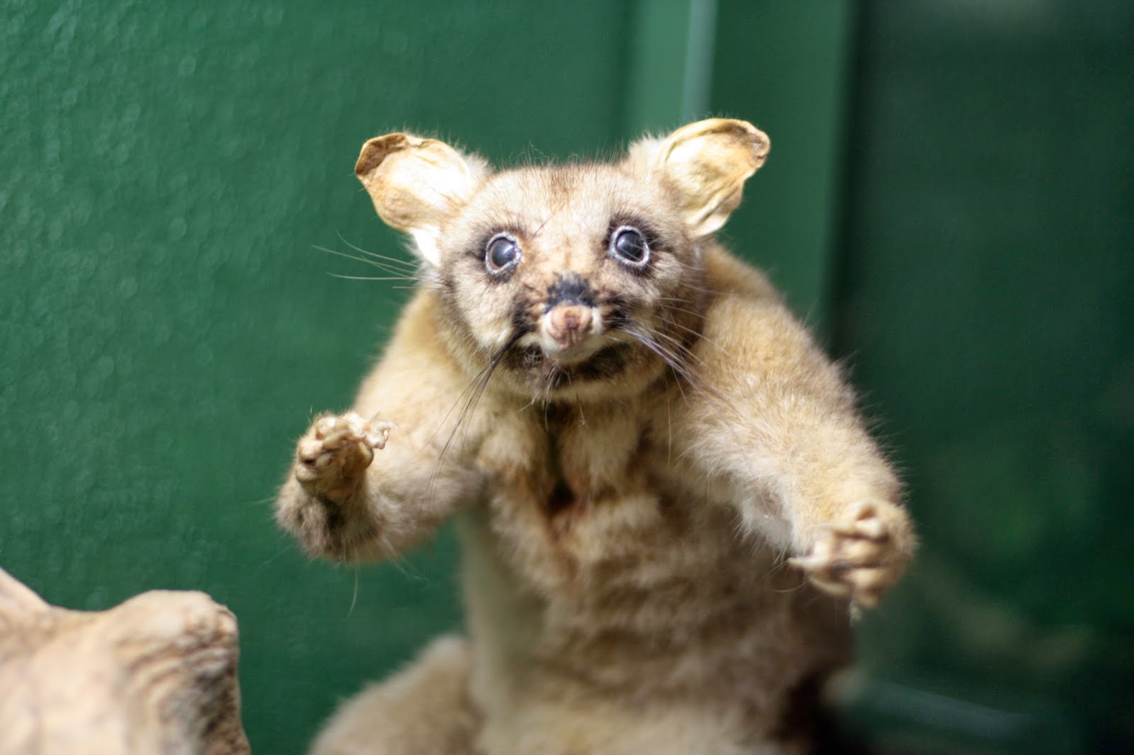 Opossum World ~ Rachel Rayner