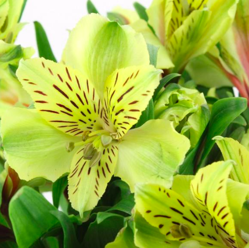 Love That Max : Flowers that make you really happy