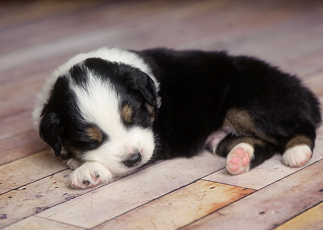 Bunker's Mini and Toy Aussie's