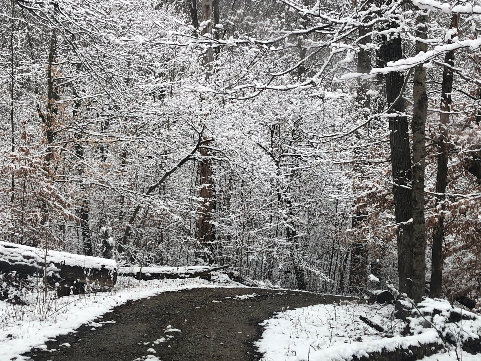 BASIL BECKY..... Gardening from the Heart: PARSLEY FOUR WAYS