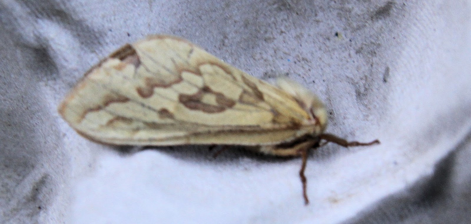 Birding with Flowers: June Moths