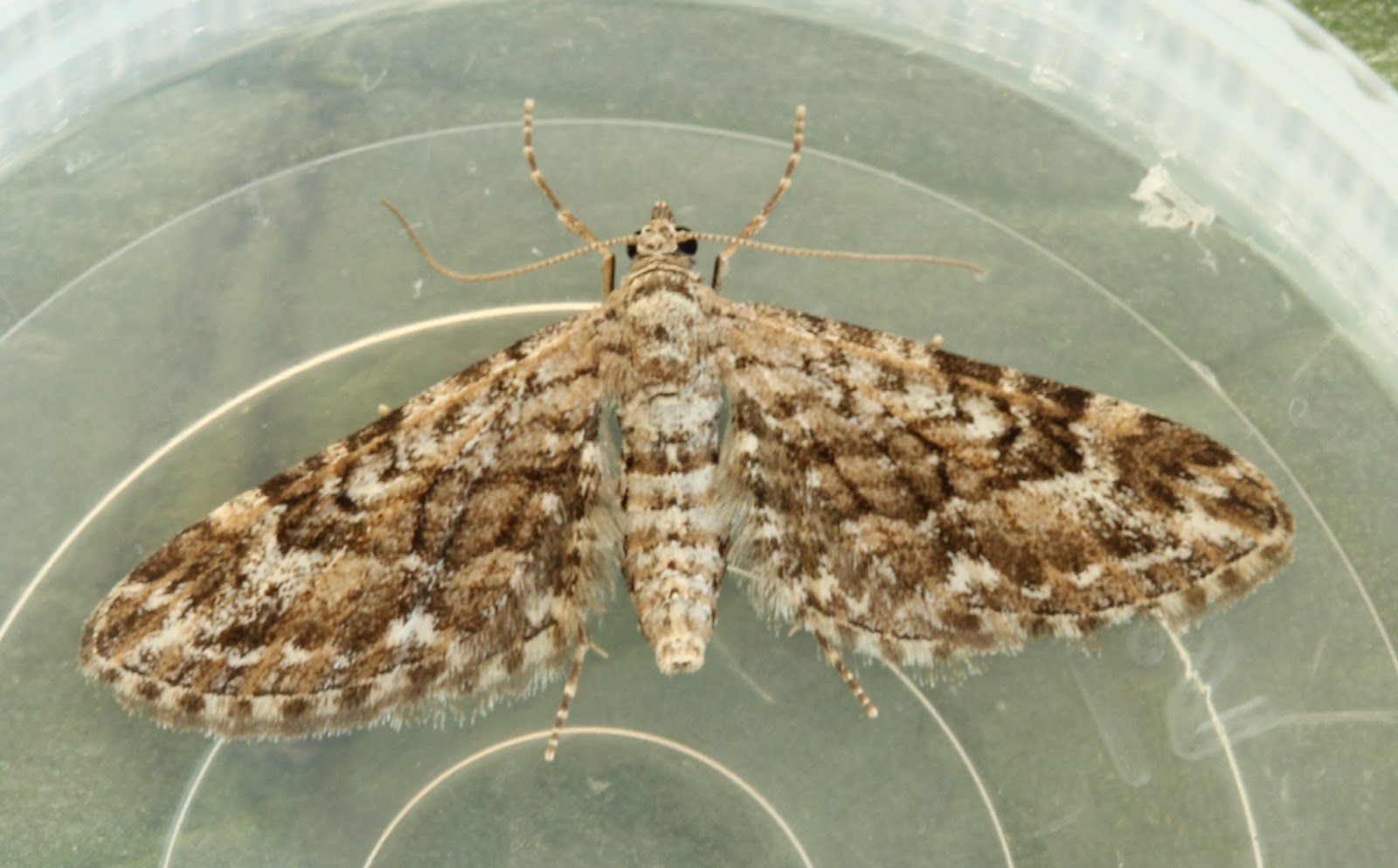 Ceredigion Moths: Narrow-winged pugs
