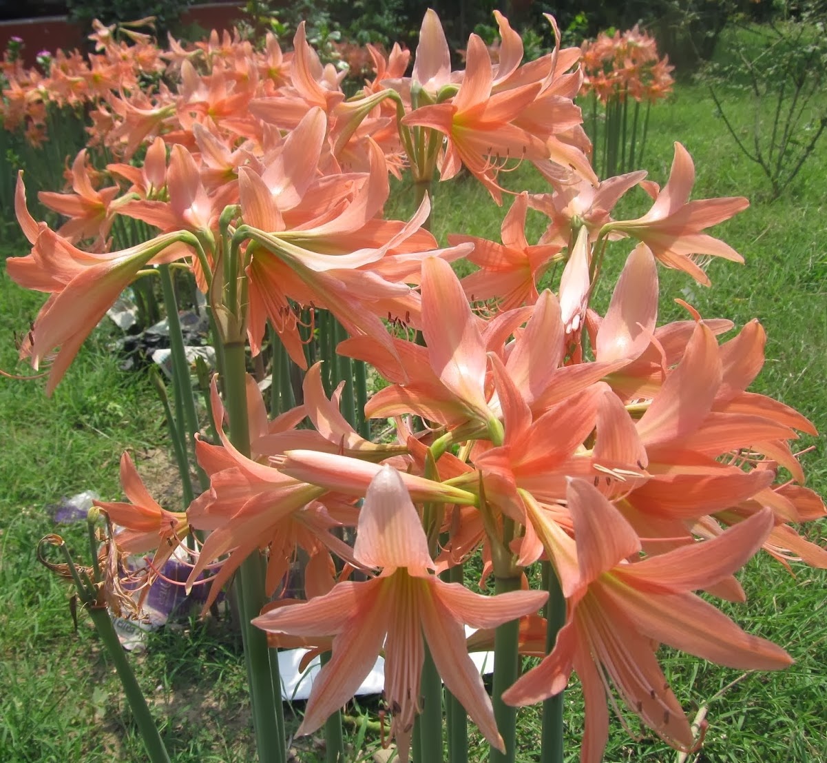NATURAL & UNIQUE PHOTOGRAPHY: BARBADOS LILY OR EASTER LILY OR AMARYLLIS ...
