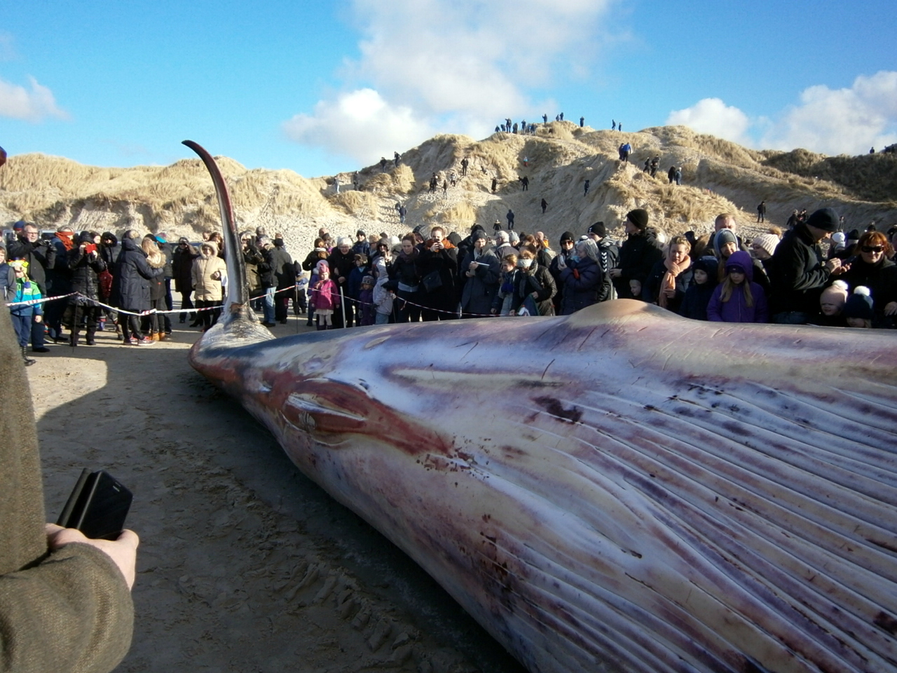 Gestrandeter Wal in Blokhus am Strand...